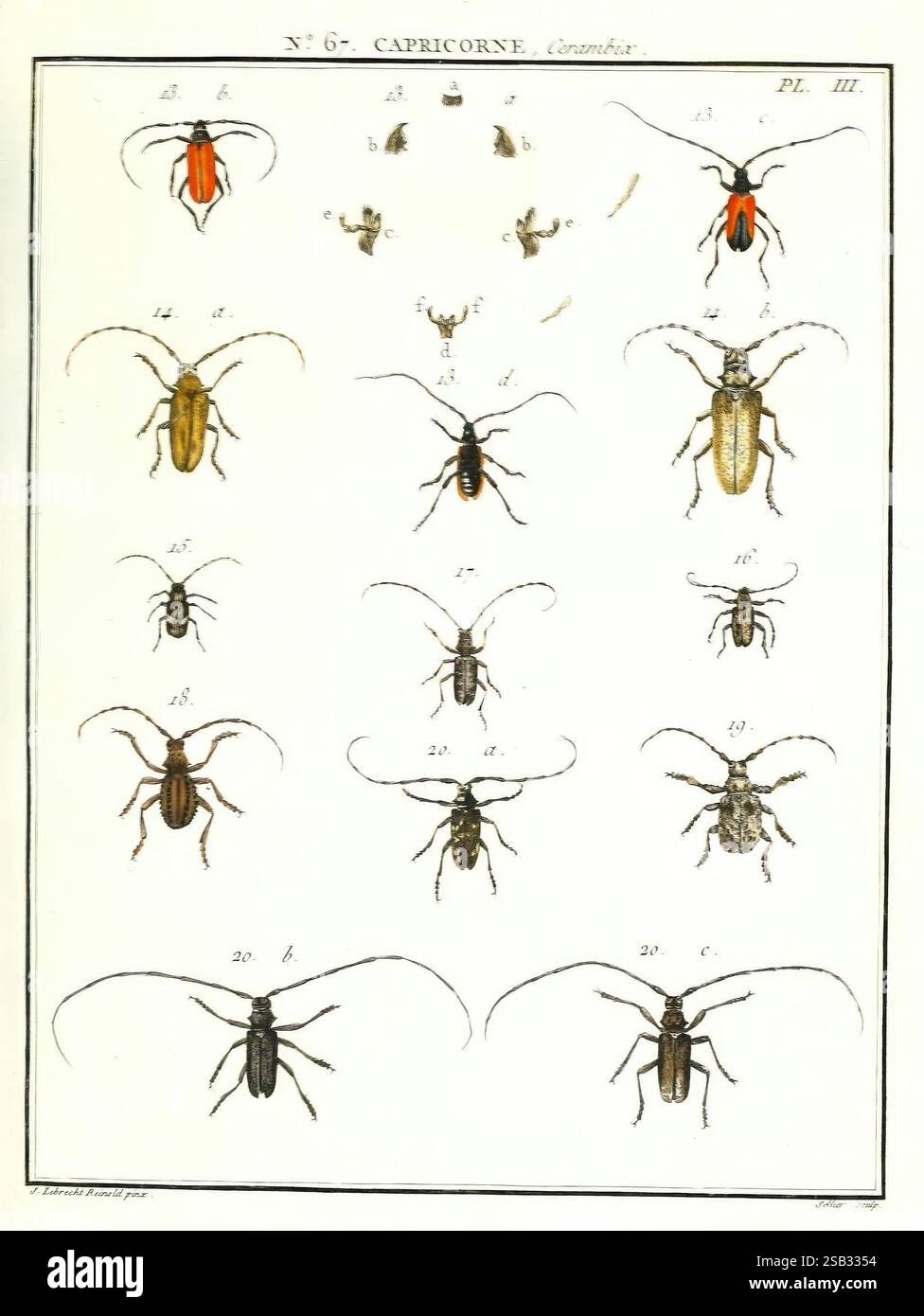 Top row features six distinct beetles hi-res stock photography and ...