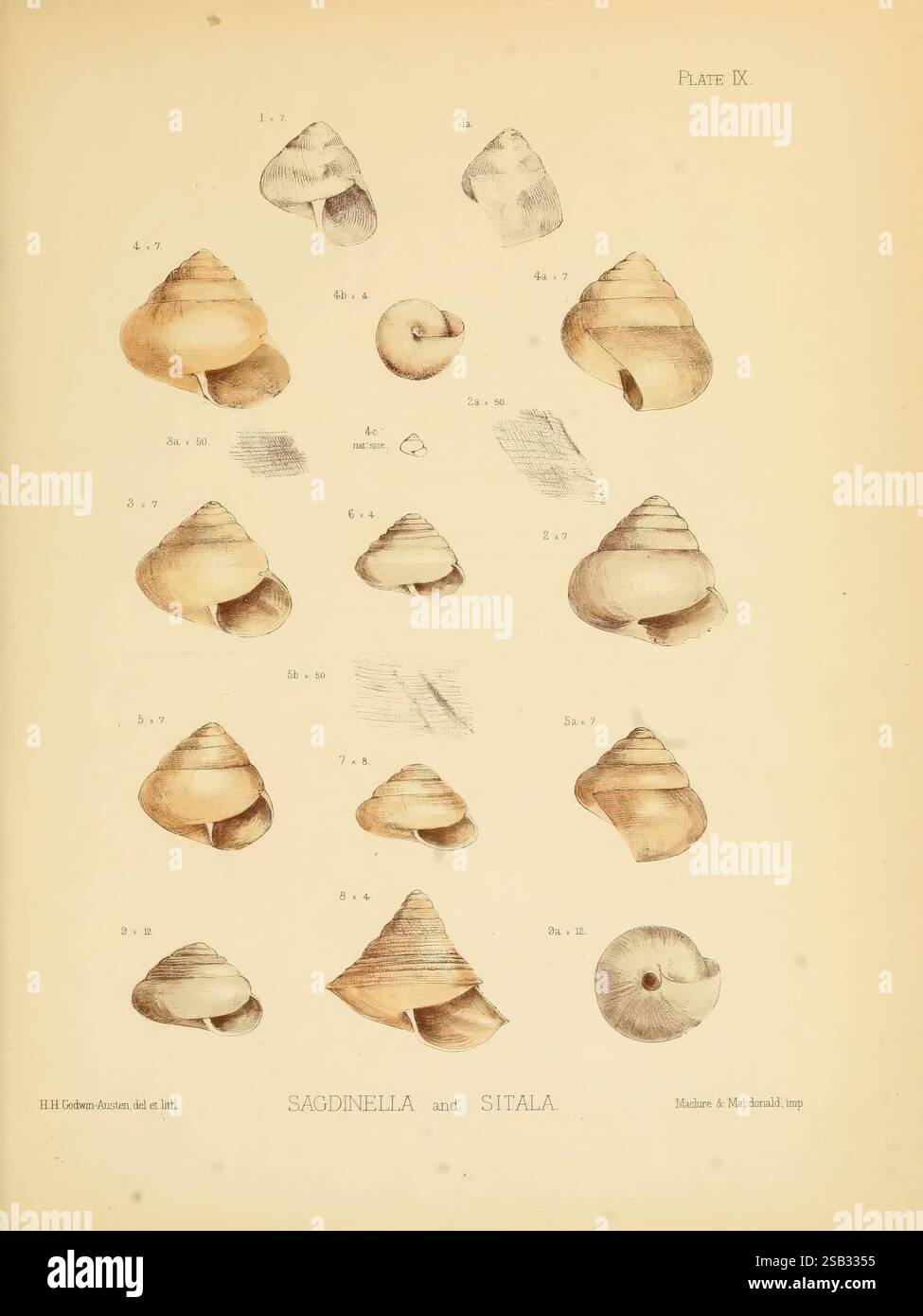 Land, and, freshwater, Mollusca, of, India, London, Taylor and, Francis ...