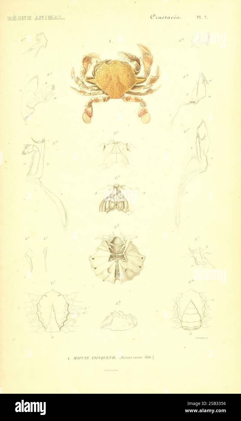 Detailed anatomical study of various types of crabs hi-res stock ...