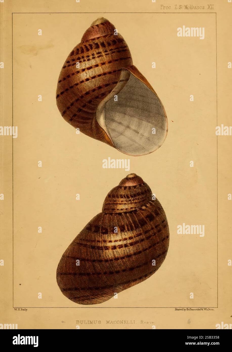 Detailed illustration showcases two distinct shell forms hi-res stock ...