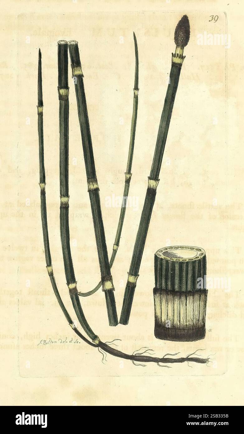 Graceful bamboo stalk hi-res stock photography and images - Alamy