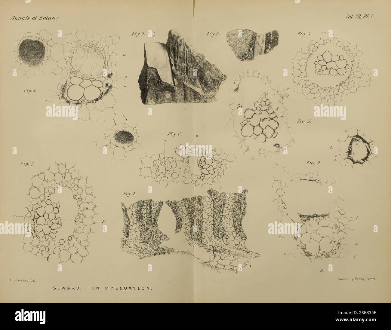 Annals of Botany, London, botany, periodicals, plants, A collection of ...