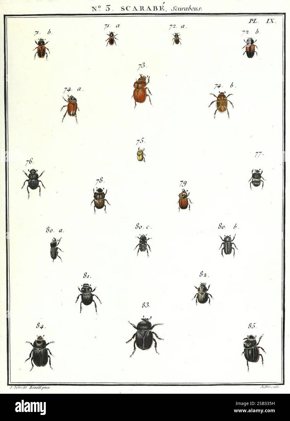 Patterns across different species hi-res stock photography and images ...