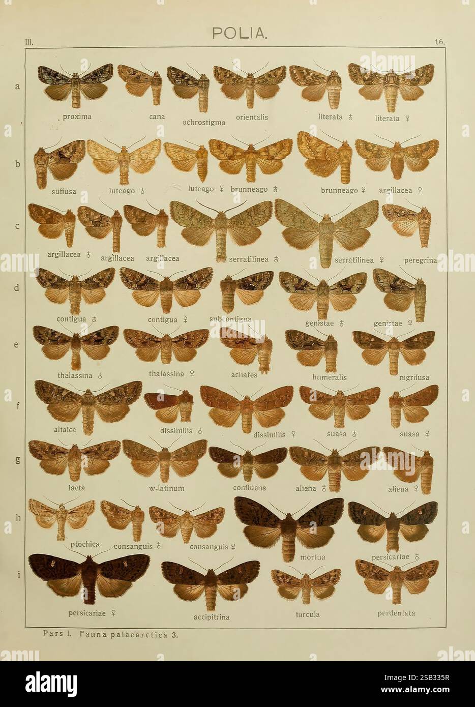 The Macrolepidoptera of the world, v.3, plates Stuttgart, Seitz'schen ...