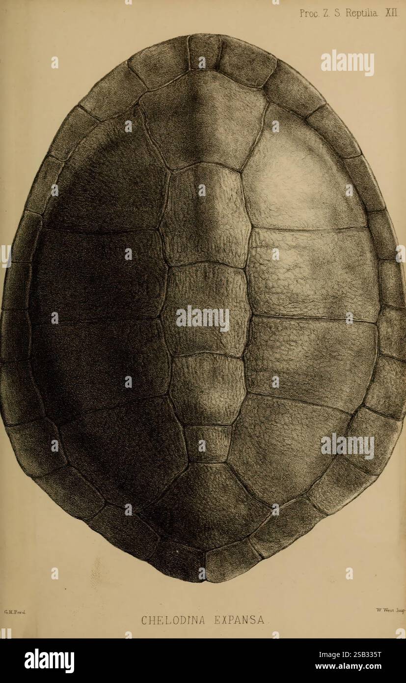 Turtles adapted morphology hi-res stock photography and images - Alamy