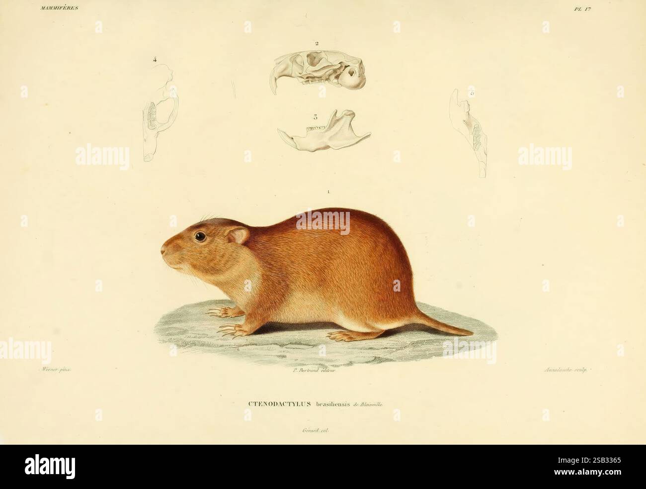 Ctenomys species hi-res stock photography and images - Alamy