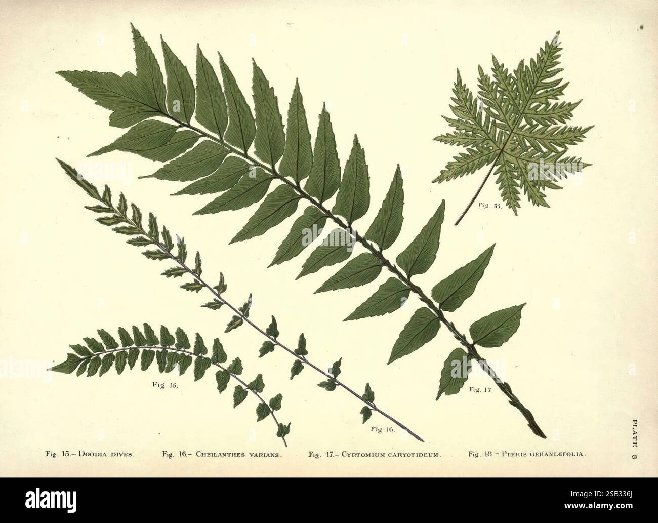 Pteris geraniifolia hi-res stock photography and images - Alamy