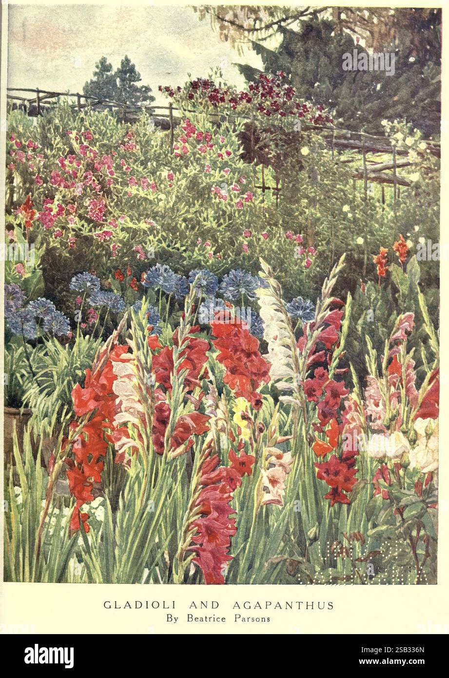 1922 floriculture flowers gladiolus agapanthus beatrice emma par hi-res ...