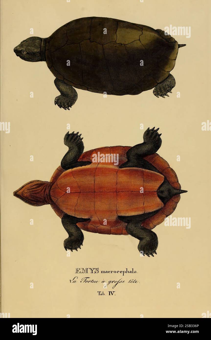 Species novae, Testudinum quas in itinere annis 1817-1820, Monachii ...