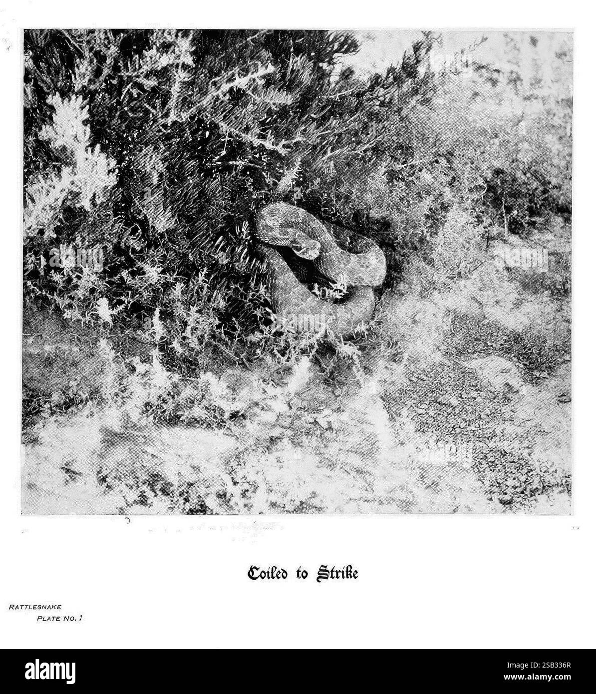 Snakes distinctive markings hi-res stock photography and images - Alamy