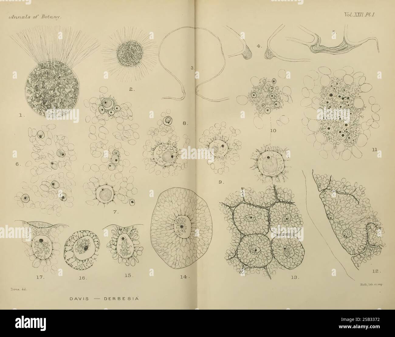 Annals of Botany, London, botany, periodicals, plants, An illustration ...