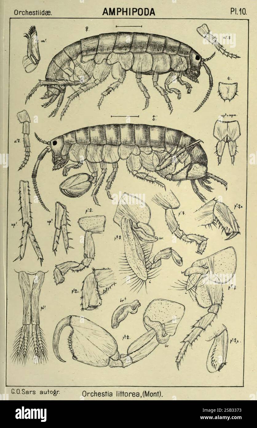 Two elongated specimens hi-res stock photography and images - Alamy