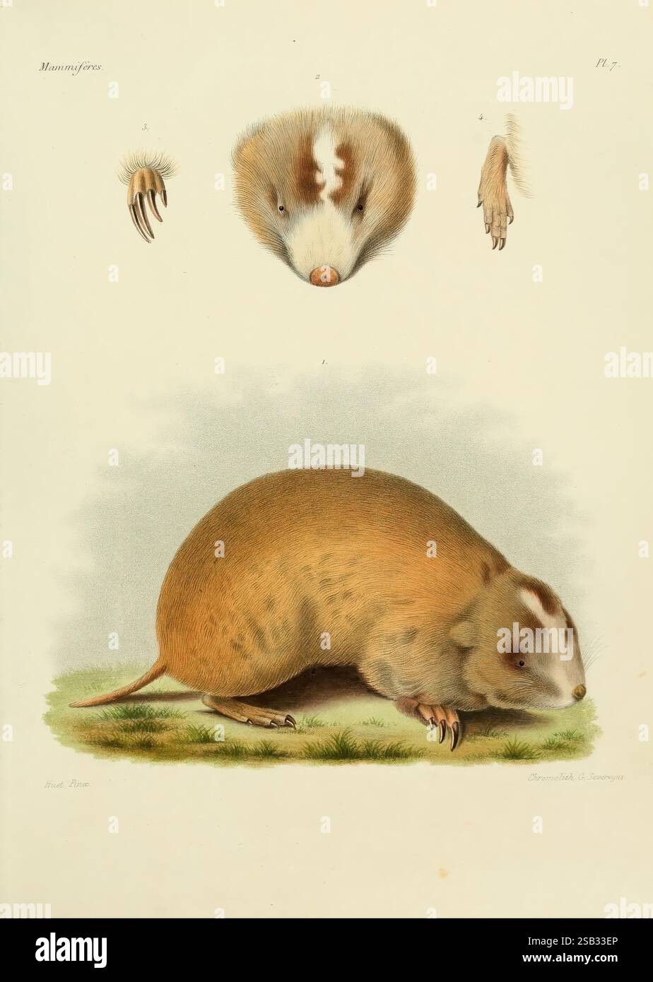 Moles distinctive form hi-res stock photography and images - Alamy