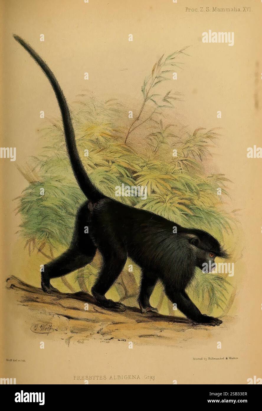 Monkeys agile form hi-res stock photography and images - Alamy