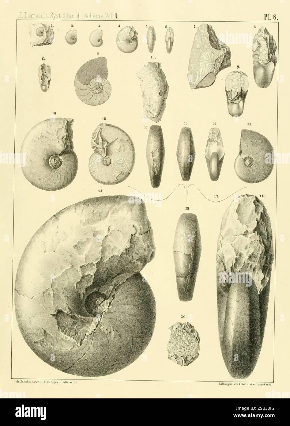 Detailed features of ammonite fossils hi-res stock photography and ...