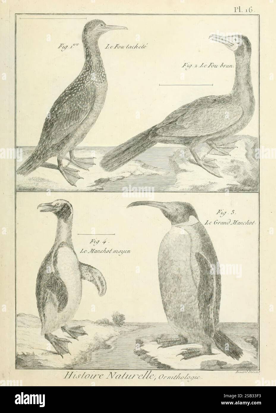 Pronounced downward curve hi-res stock photography and images - Alamy