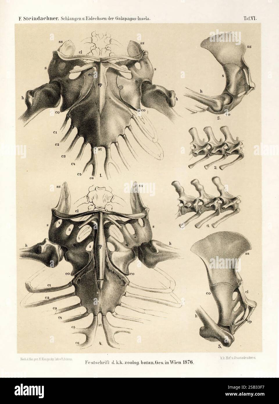 Die Schlangen und Eidechsen der Galapagos-Inseln, Wien, K.K. Zoologisch ...