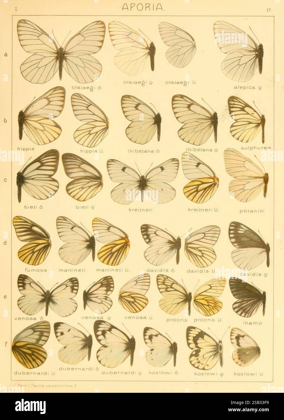 Featuring different butterfly specimens hi-res stock photography and ...