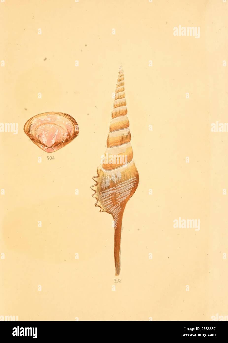 True conchs shinbone tibia spindle tibia hi-res stock photography and ...