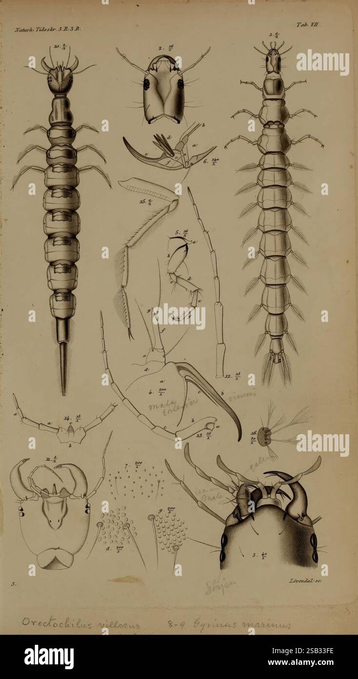 De metamorphosi eleutheratorum observationes, Kjøbenhavn, Thieles ...