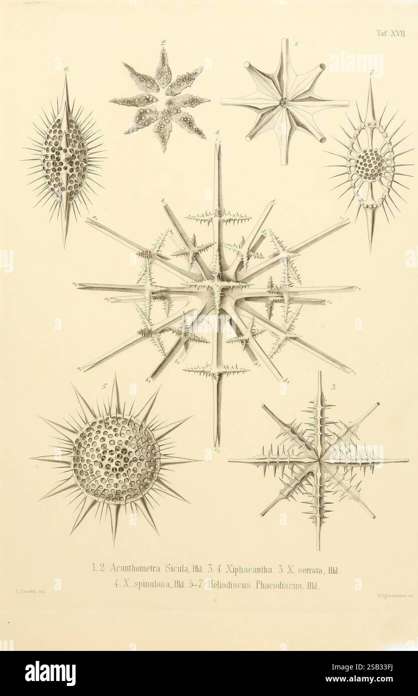 Die Radiolarien (Rhizopoda Radiaria), Berlin, G. Reimer, 1862-1888 ...