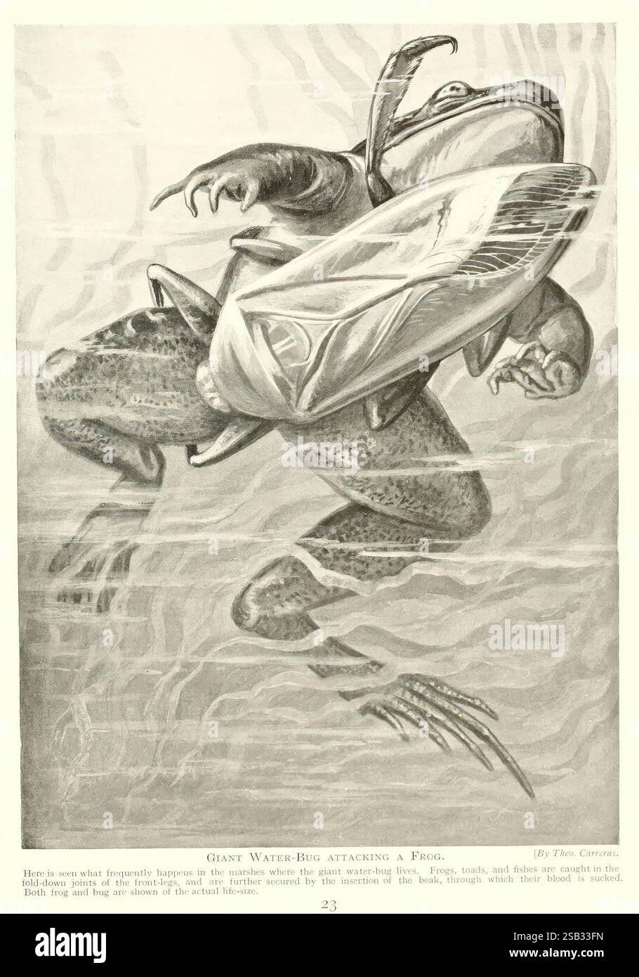 Water bugs exoskeleton hi-res stock photography and images - Alamy