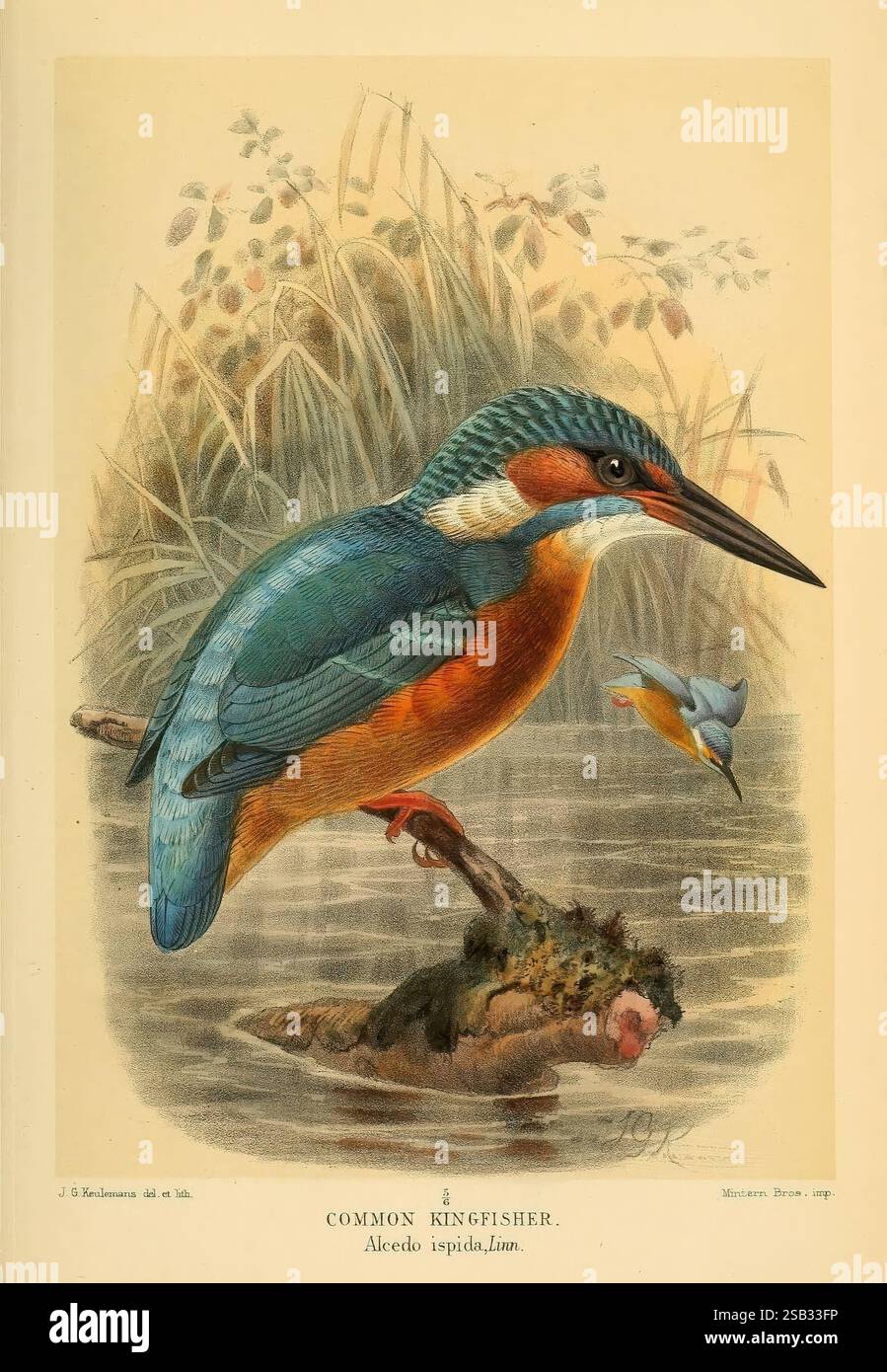 Moss covered log beside hi-res stock photography and images - Alamy