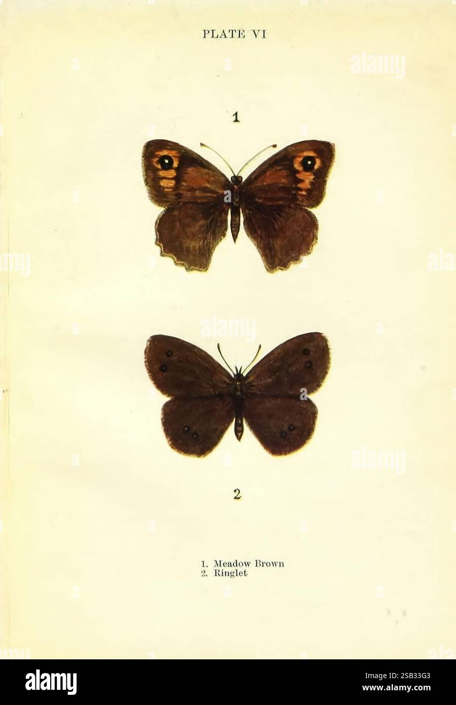 Butterflies and, London, Edinburgh, T.C, E.C. Jack [1910], butterflies ...