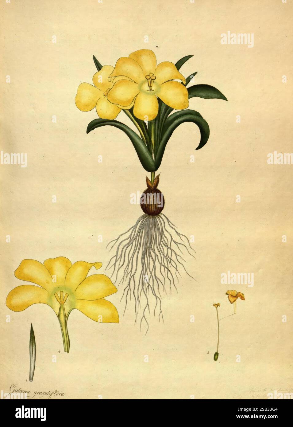 Goliathia gerrindifera hi-res stock photography and images - Alamy