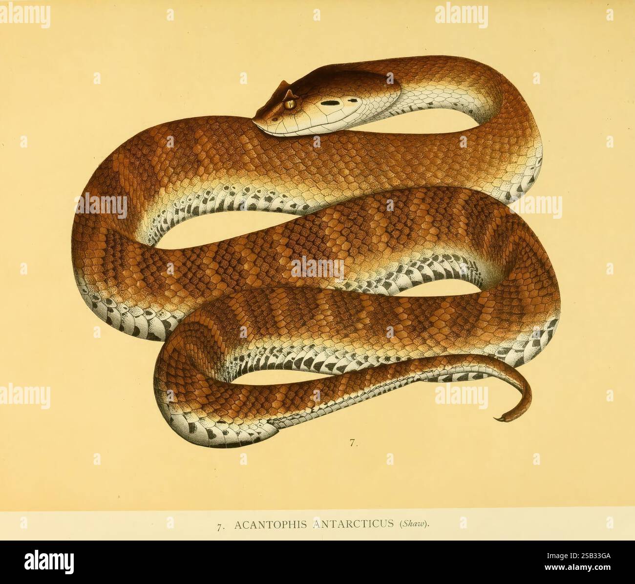 Head features recognizable facial characteristics hi-res stock ...