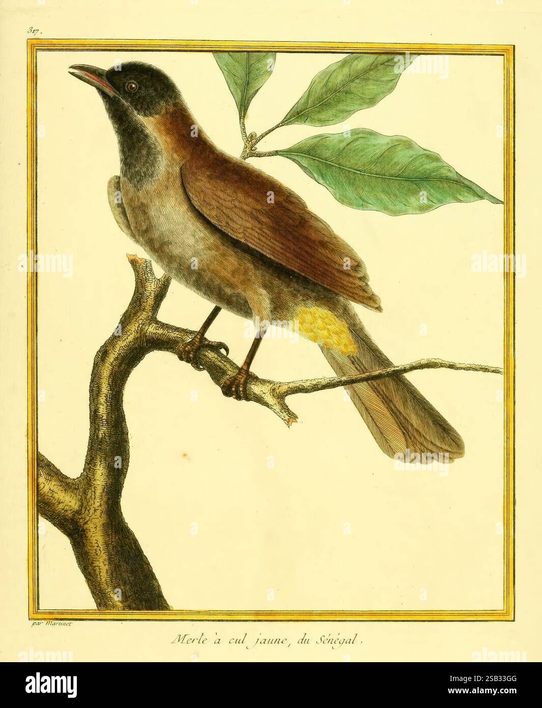 Mesange a cal jaune hi-res stock photography and images - Alamy