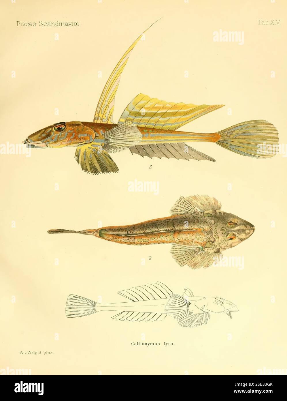 A history of Scandinavian fishes, Stockholm, P.A. Norstedt & Söner ...