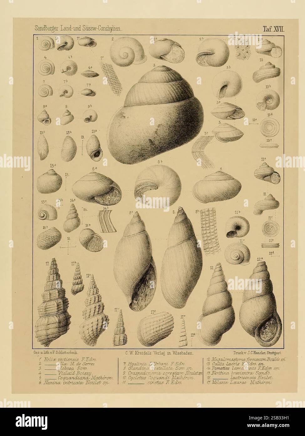 Composition features numerous conical shells hi-res stock photography ...