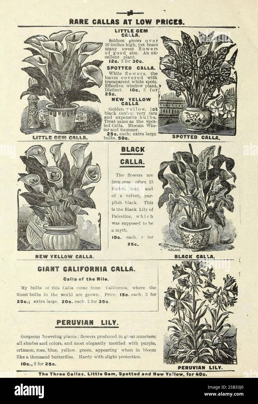 Flowers, Floral Park, N.Y, Miss Mary E. Martin, 1900, flowers, black ...