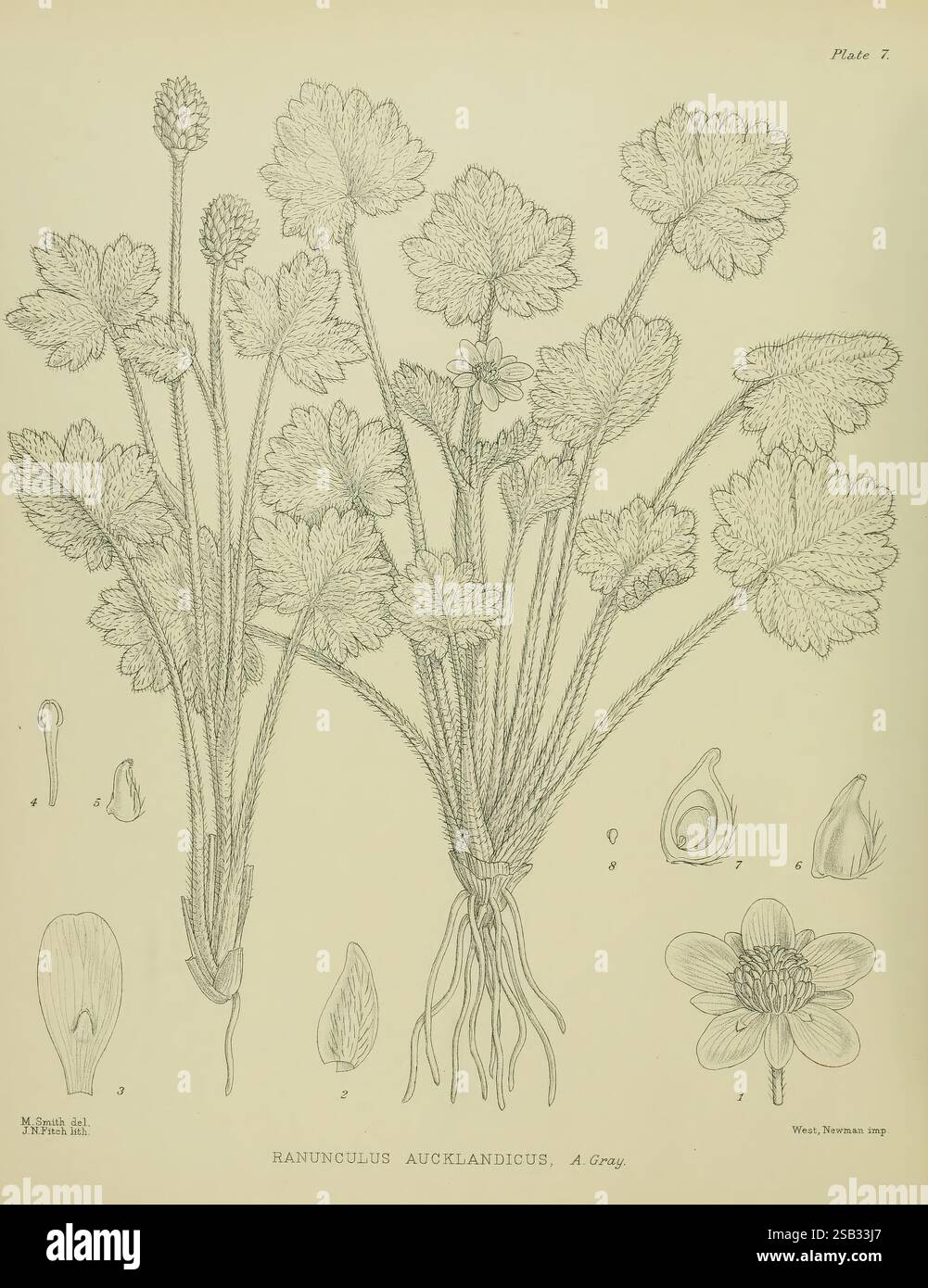 Distinctive cup shaped structure hi-res stock photography and images ...