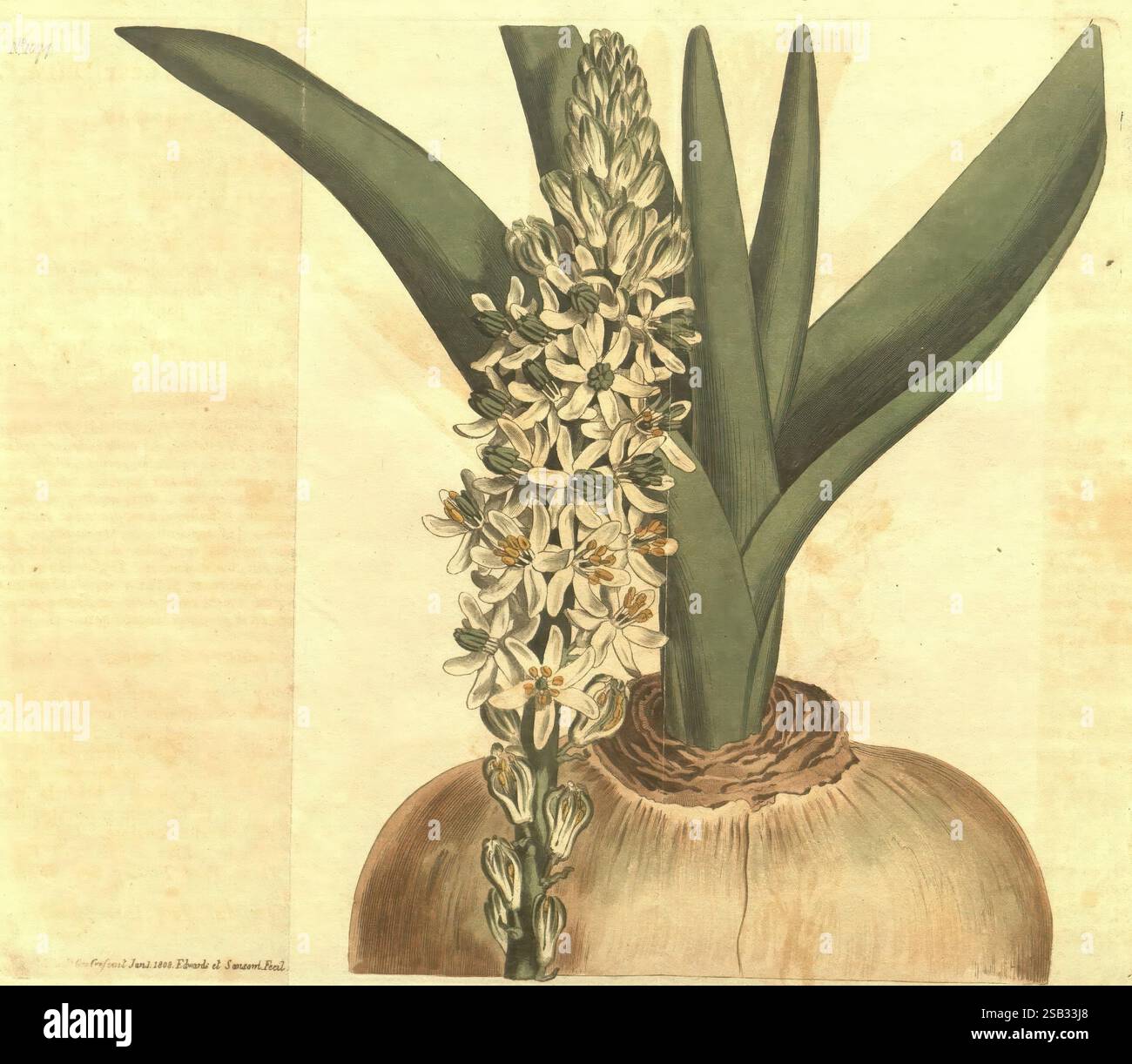 Round bulbous base hi-res stock photography and images - Alamy