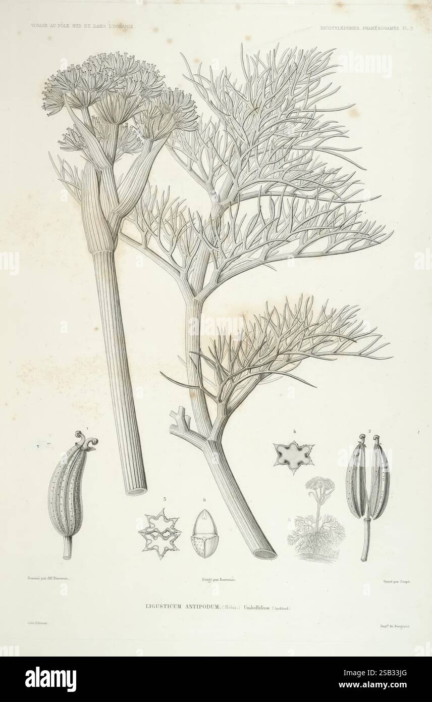 Botanique, Paris, Gide et Cie, 1845-1853., The illustration features ...