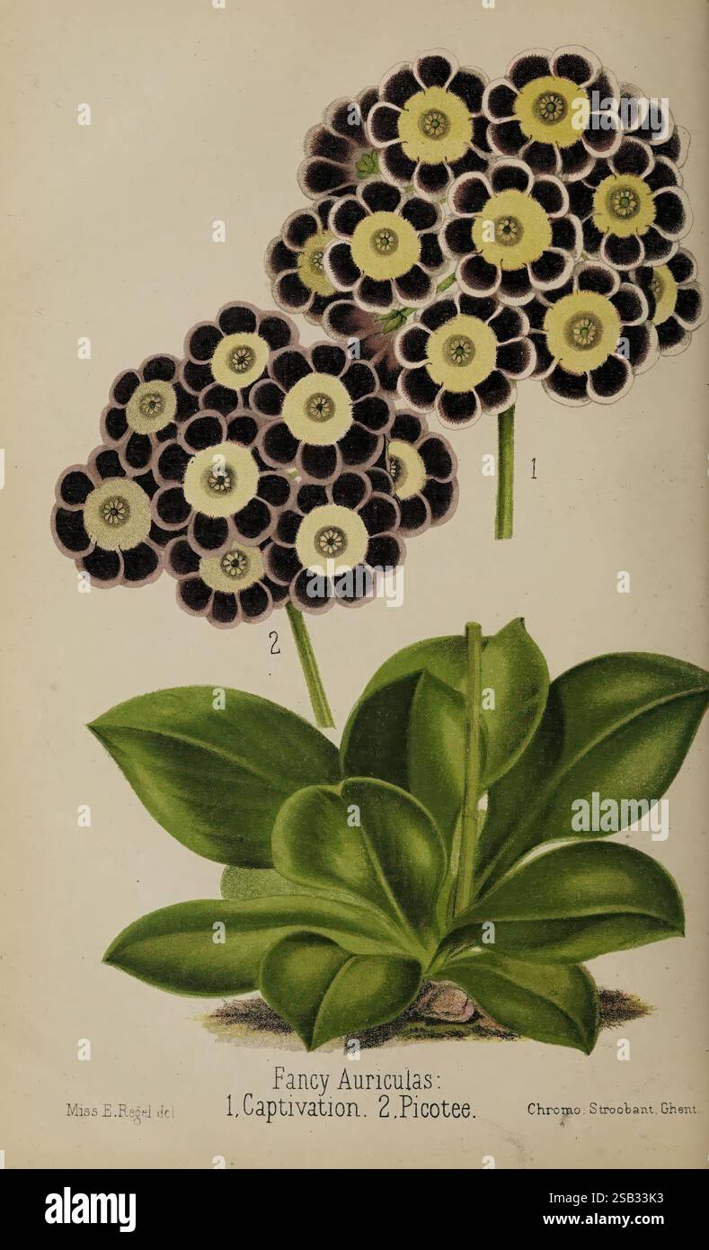 Flower auriculas hi-res stock photography and images - Alamy