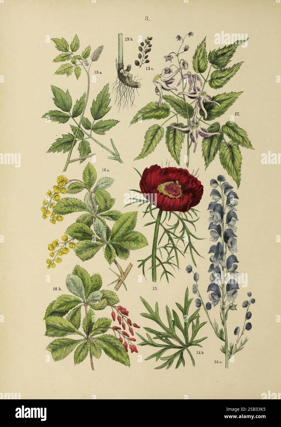 Botanischer Bilder-Atlas nach De Candolle's Natürlichem Pflanzensystem ...