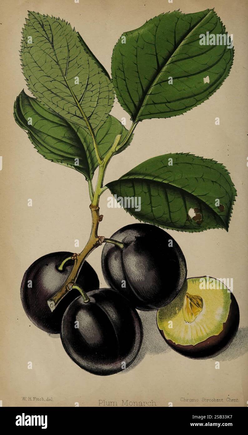 The florist and pomologist, and suburban gardener. London, 1880, Flower ...