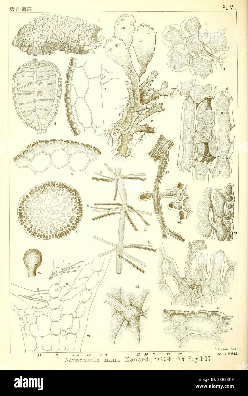 Icones of Japanese algae, Tokyo, Kazamashobo 1907-1942, algae, botany ...