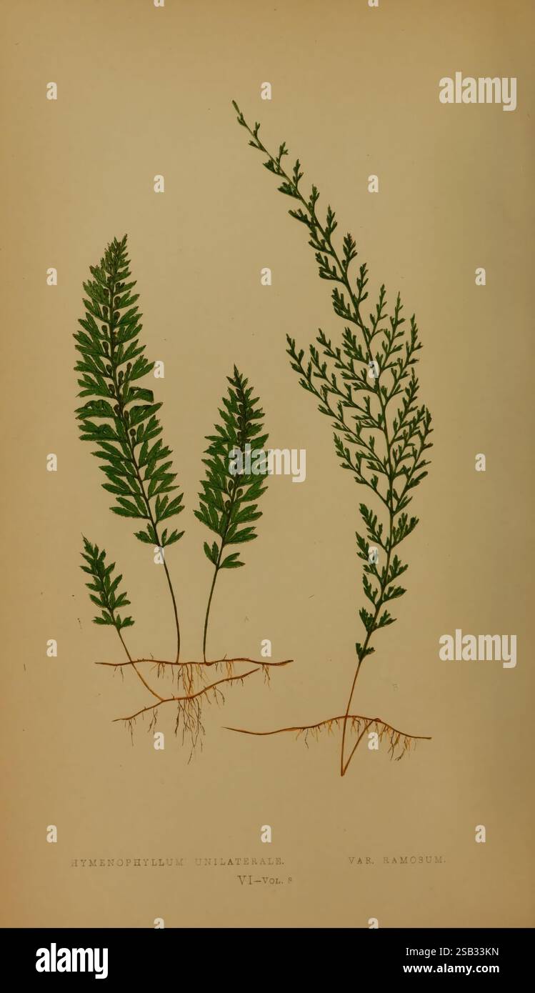 Ferns: British and exotic 1856-60. Ferns, A botanical illustration ...