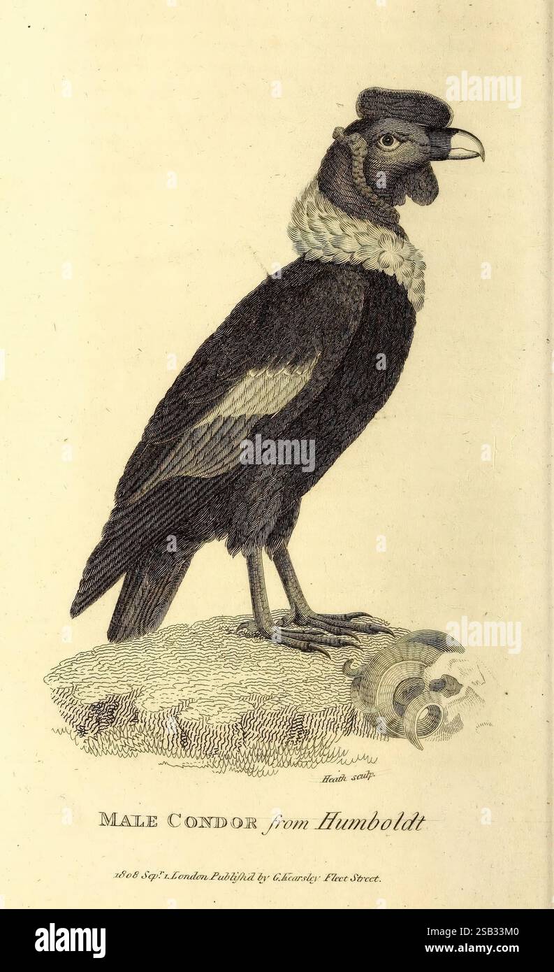 Condors head features hi-res stock photography and images - Alamy