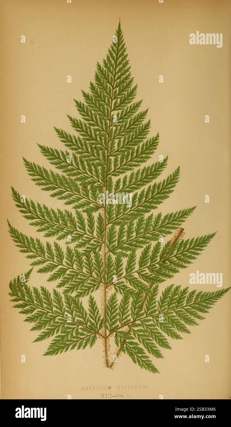 Aspidium nissicum hi-res stock photography and images - Alamy