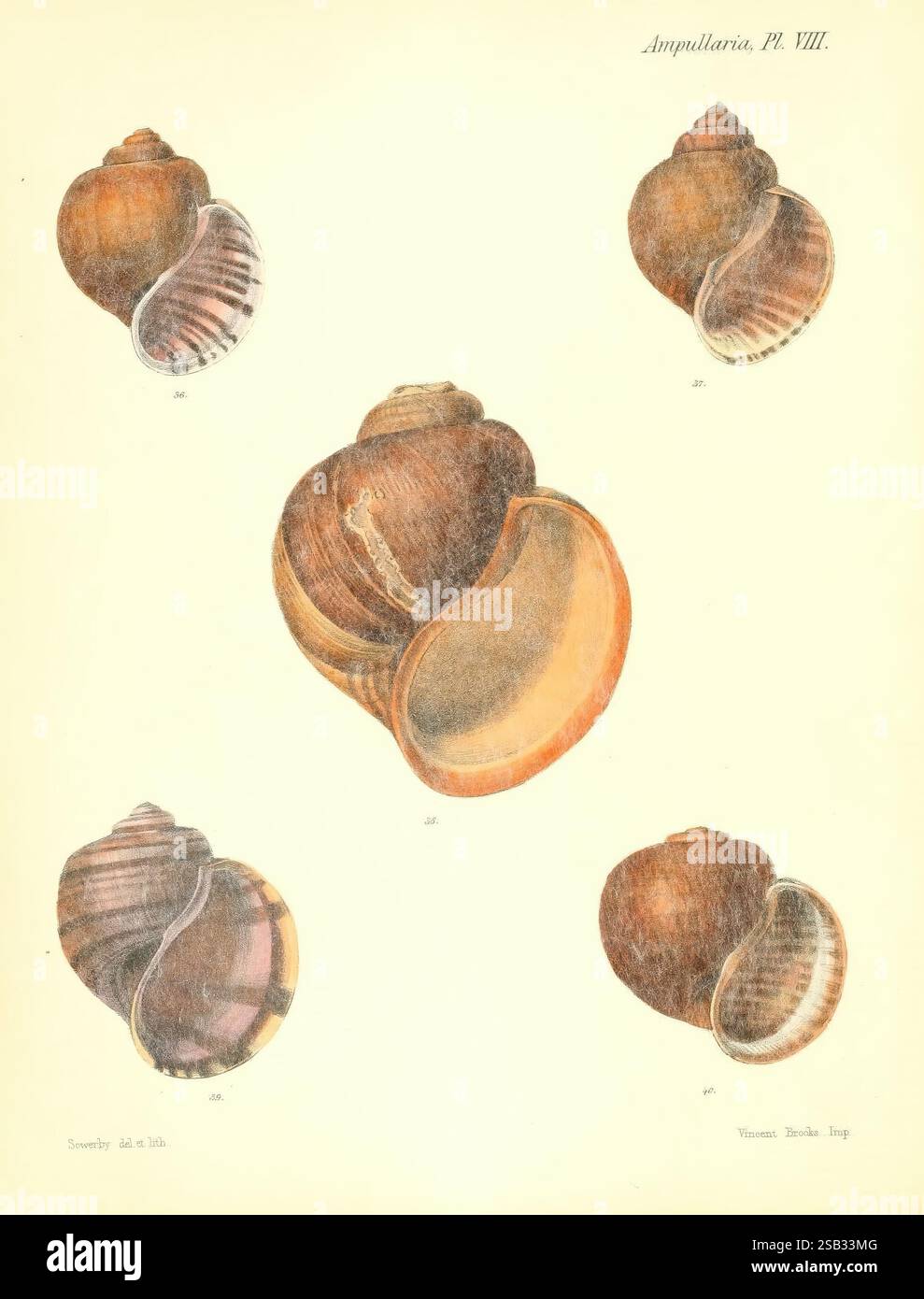 Conchologia iconica, or Illustrations of the shells of molluscous ...