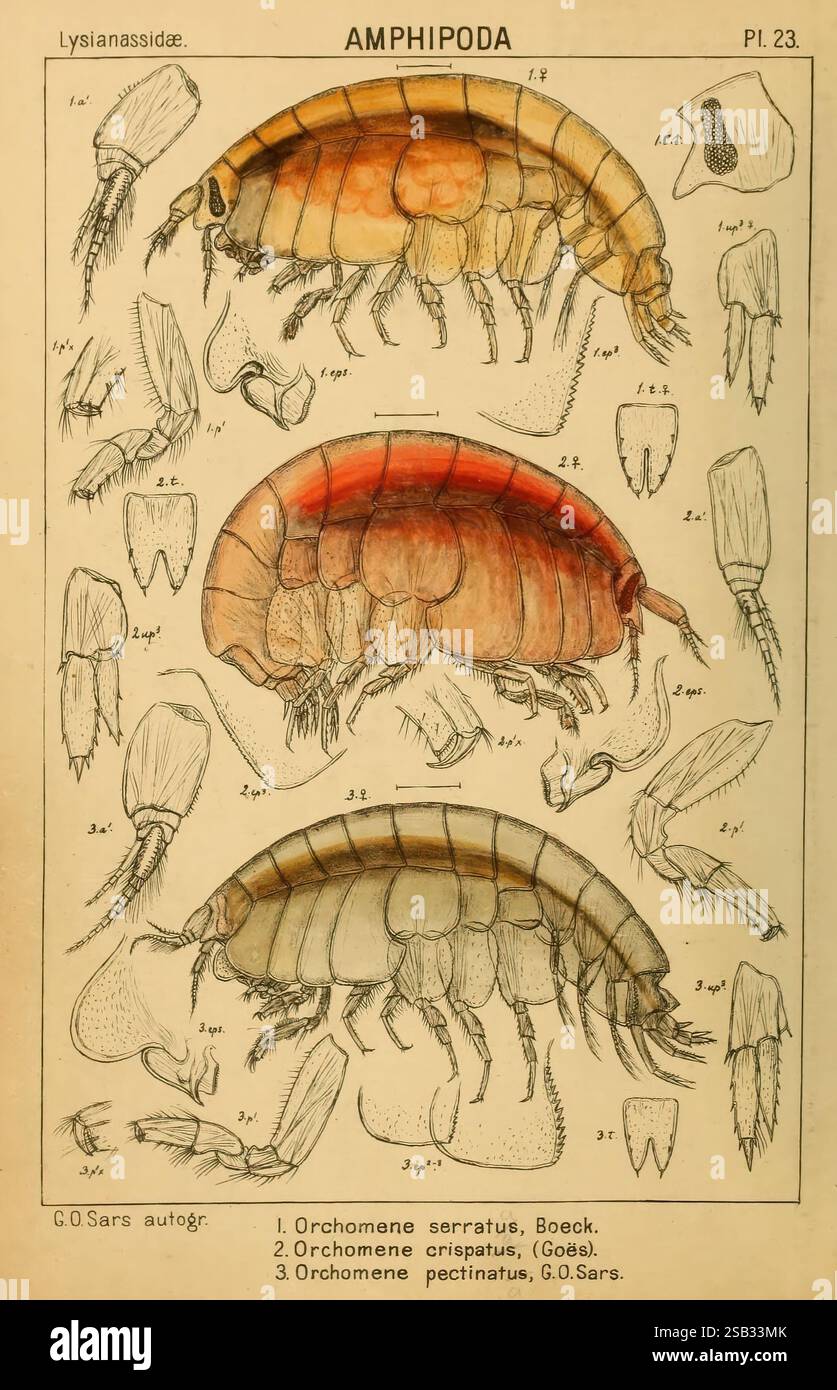 Showcasing three distinct specimens labeled hi-res stock photography ...