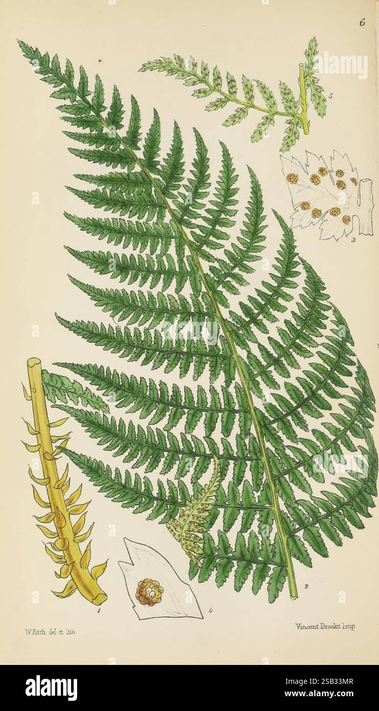 Fjellburkne hi-res stock photography and images - Alamy