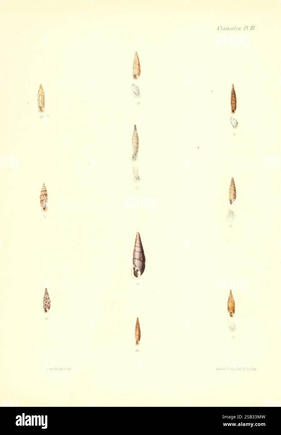 Meticulously illustrated marine shells hi-res stock photography and ...