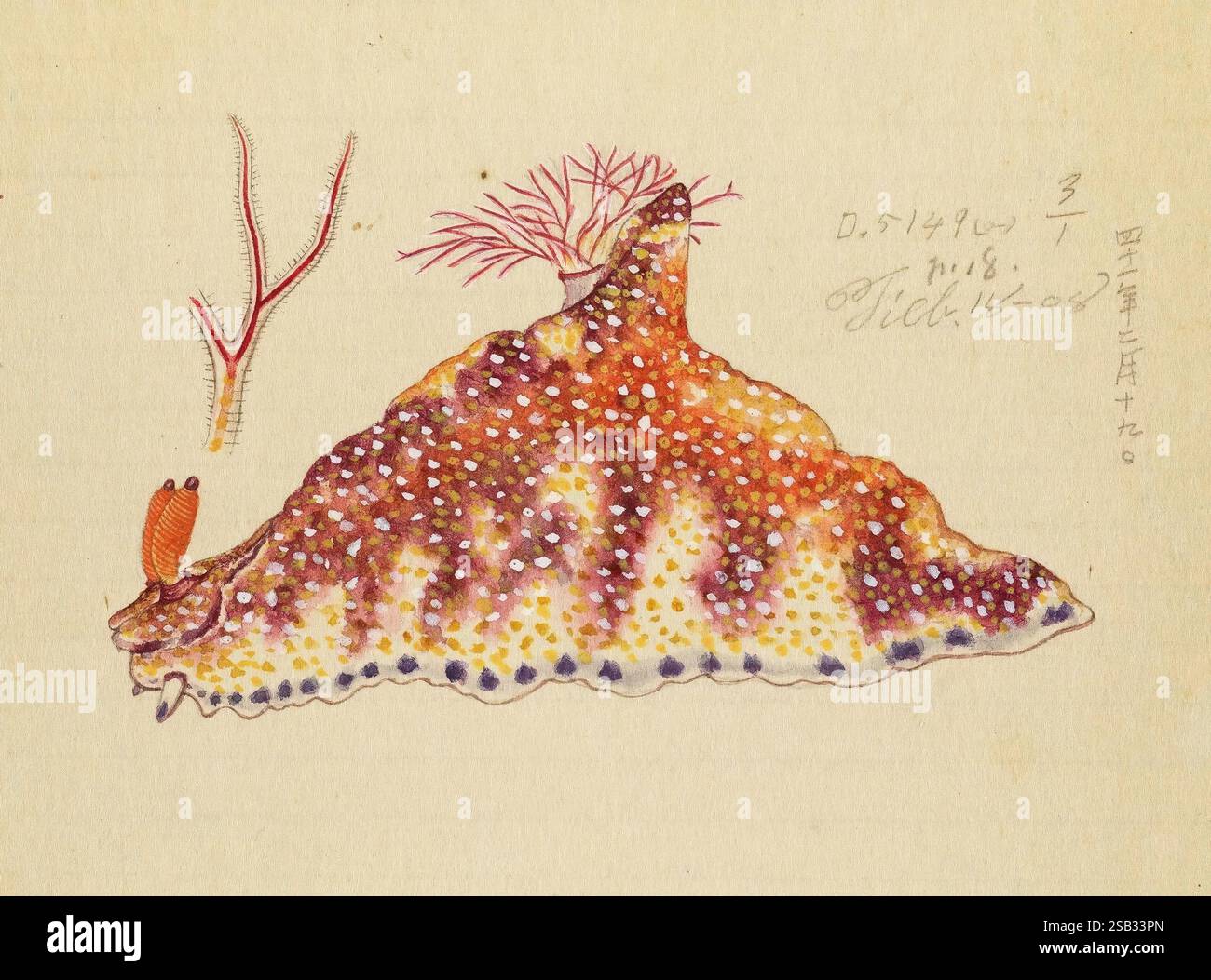 Notes, description, specimens, collected, Philippine, Expedition ...