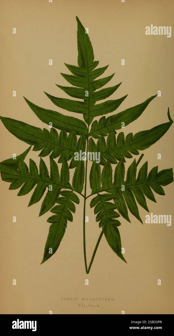 Pteris macrophylla hi-res stock photography and images - Alamy